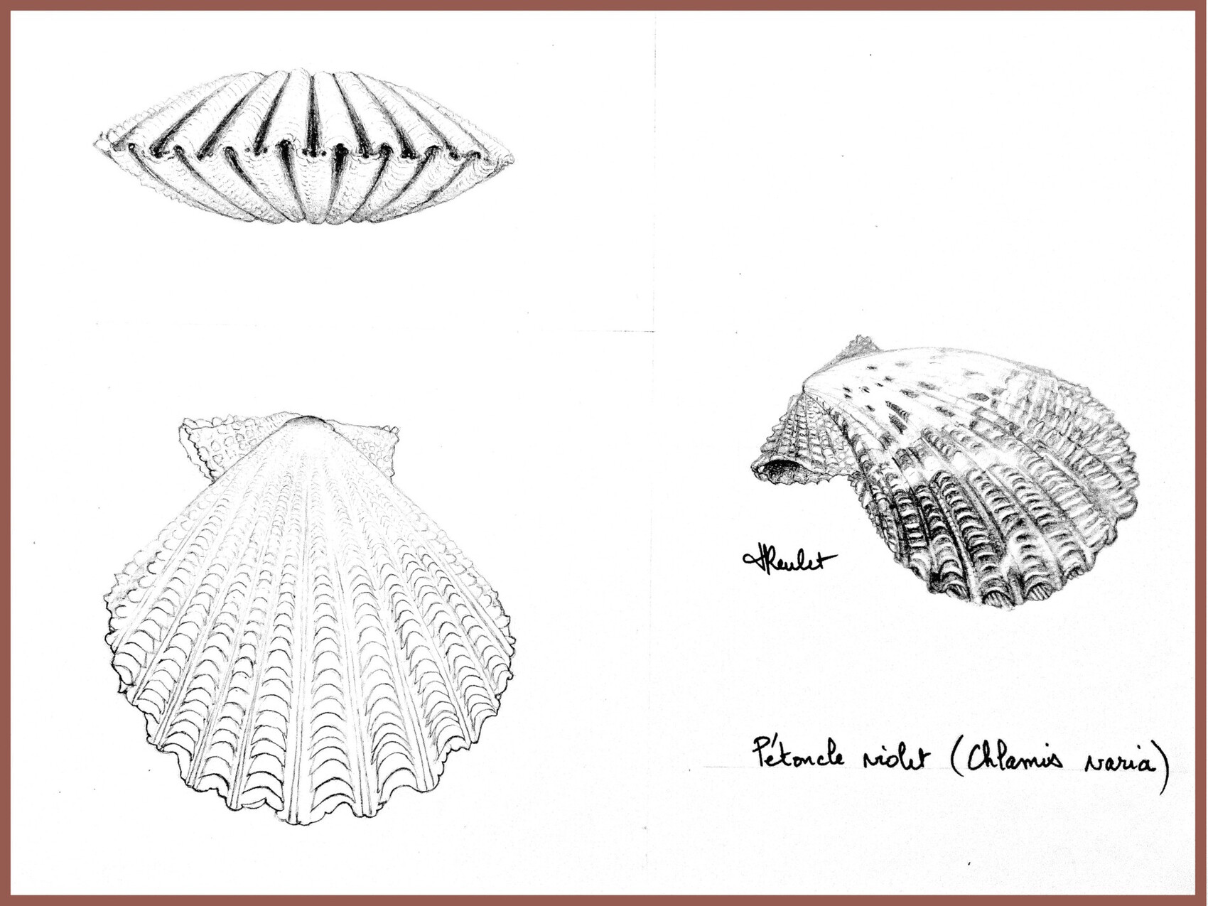 Dessin Coquillage Le pétoncle violet (Chlamis varia) / Drawing A purple ...