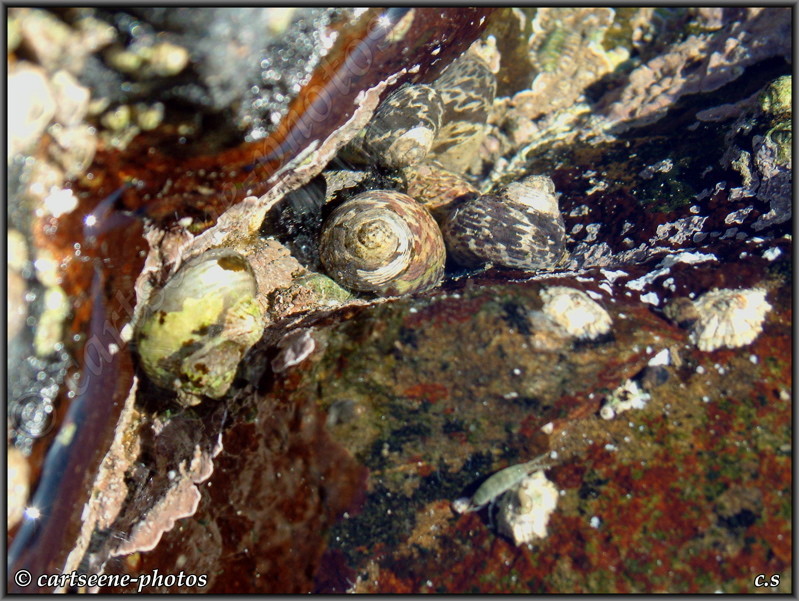 Photo Les escargots de mer