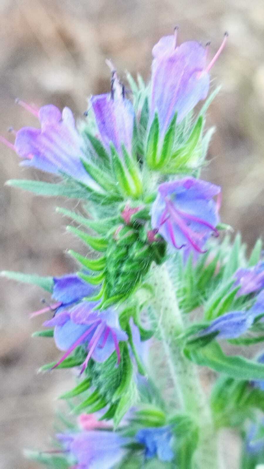 Photo vipérine commune