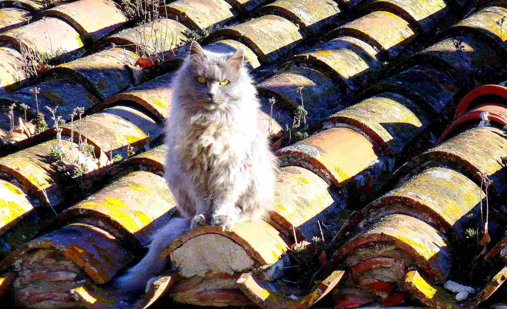 Photo chat perché sur un toit