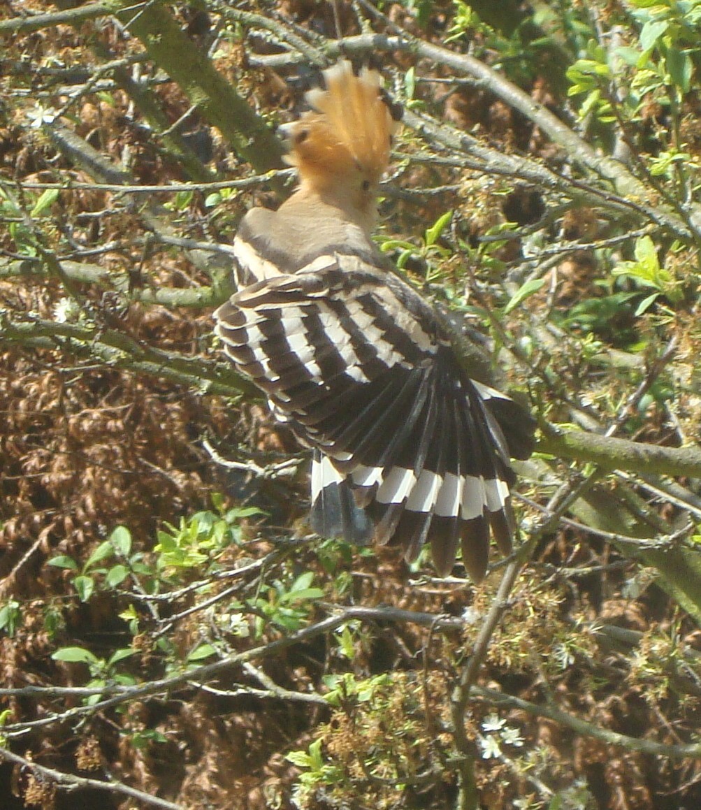 Photo Une huppe fasciée