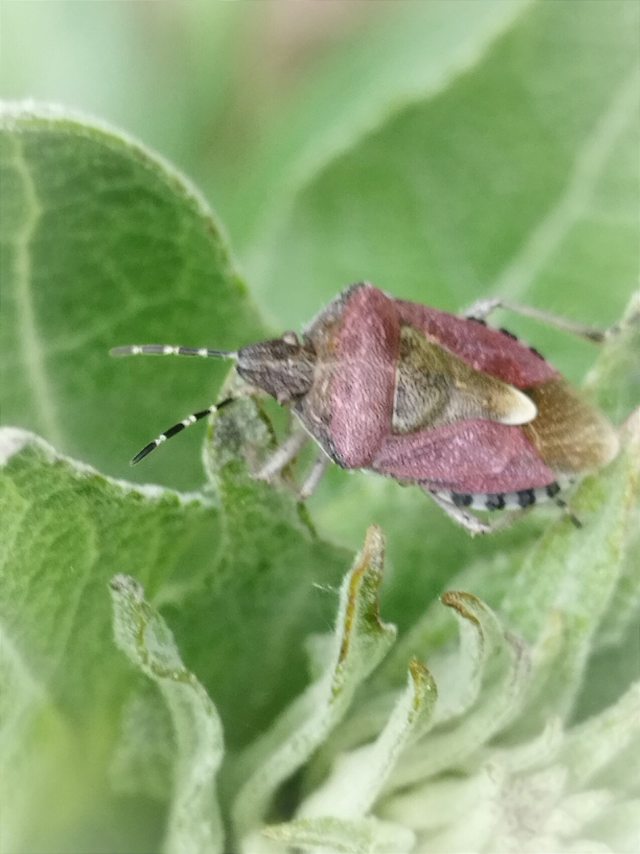 Photo jolie punaise au couleurs exotiques