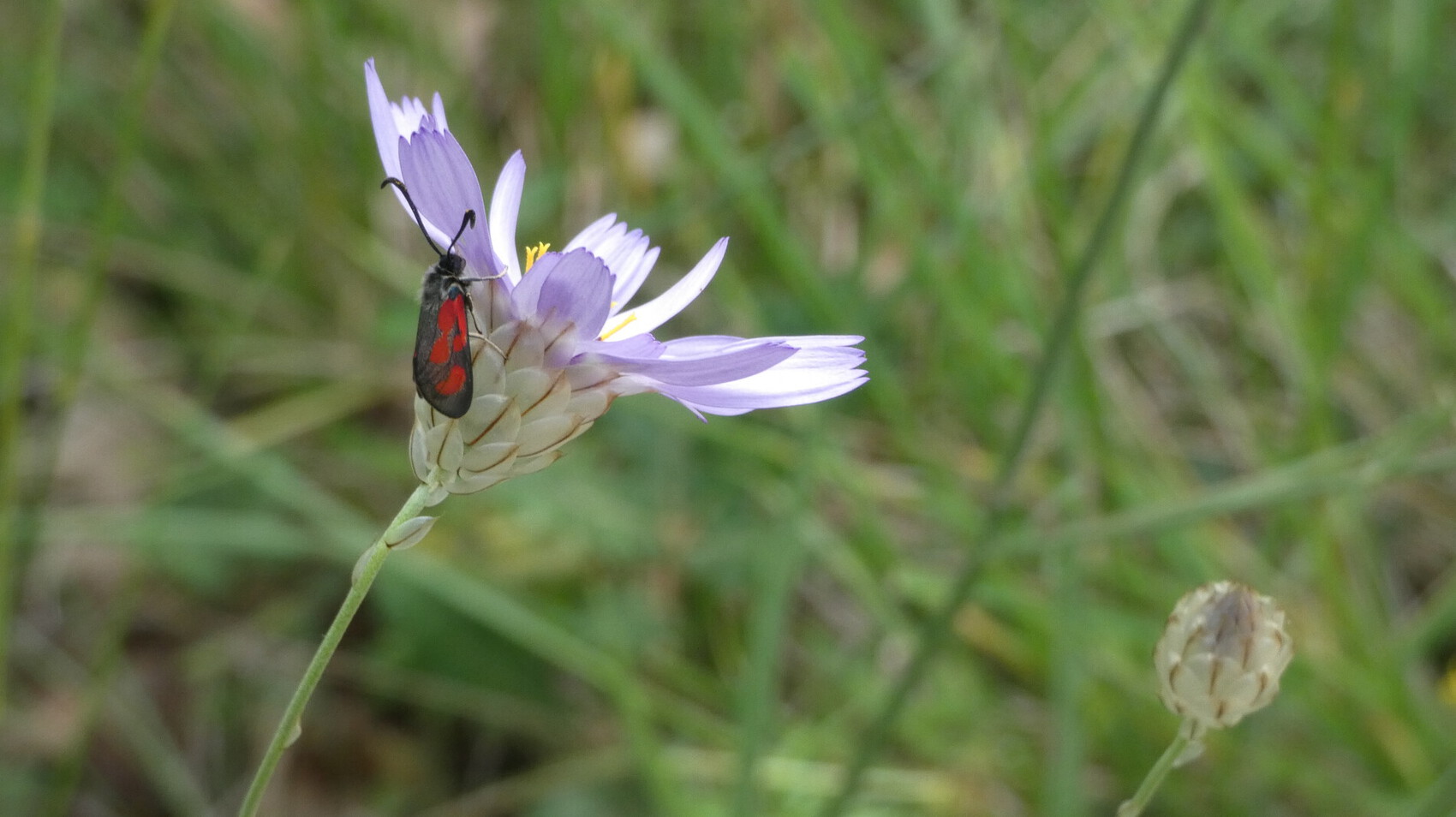 Photo insecte sur fleur