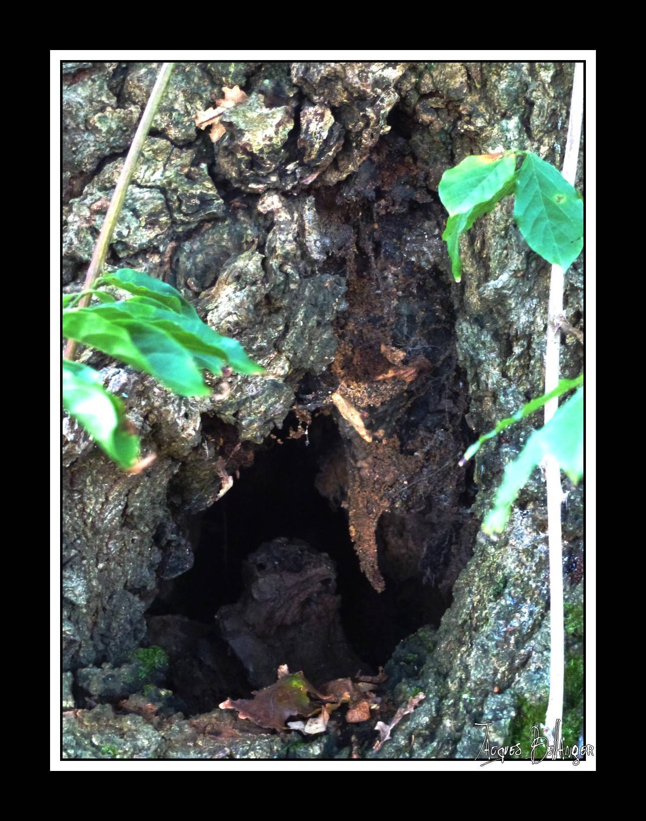 Photo bouche du diable