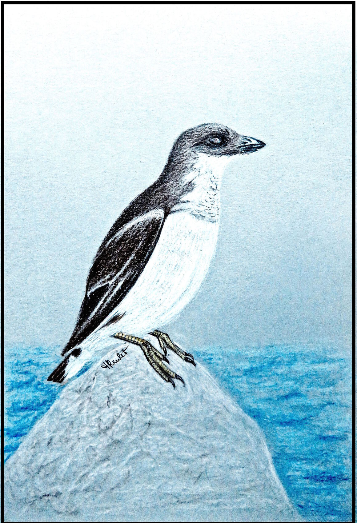 Dessin Mergule nain (Alle alle) / Drawing A Little Auk
