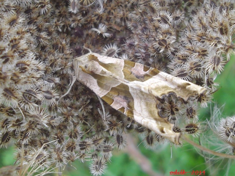 Photo la méticuleuse
