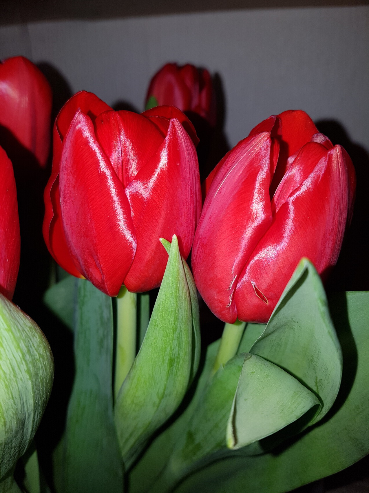 Photo LES TULIPES ROUGES