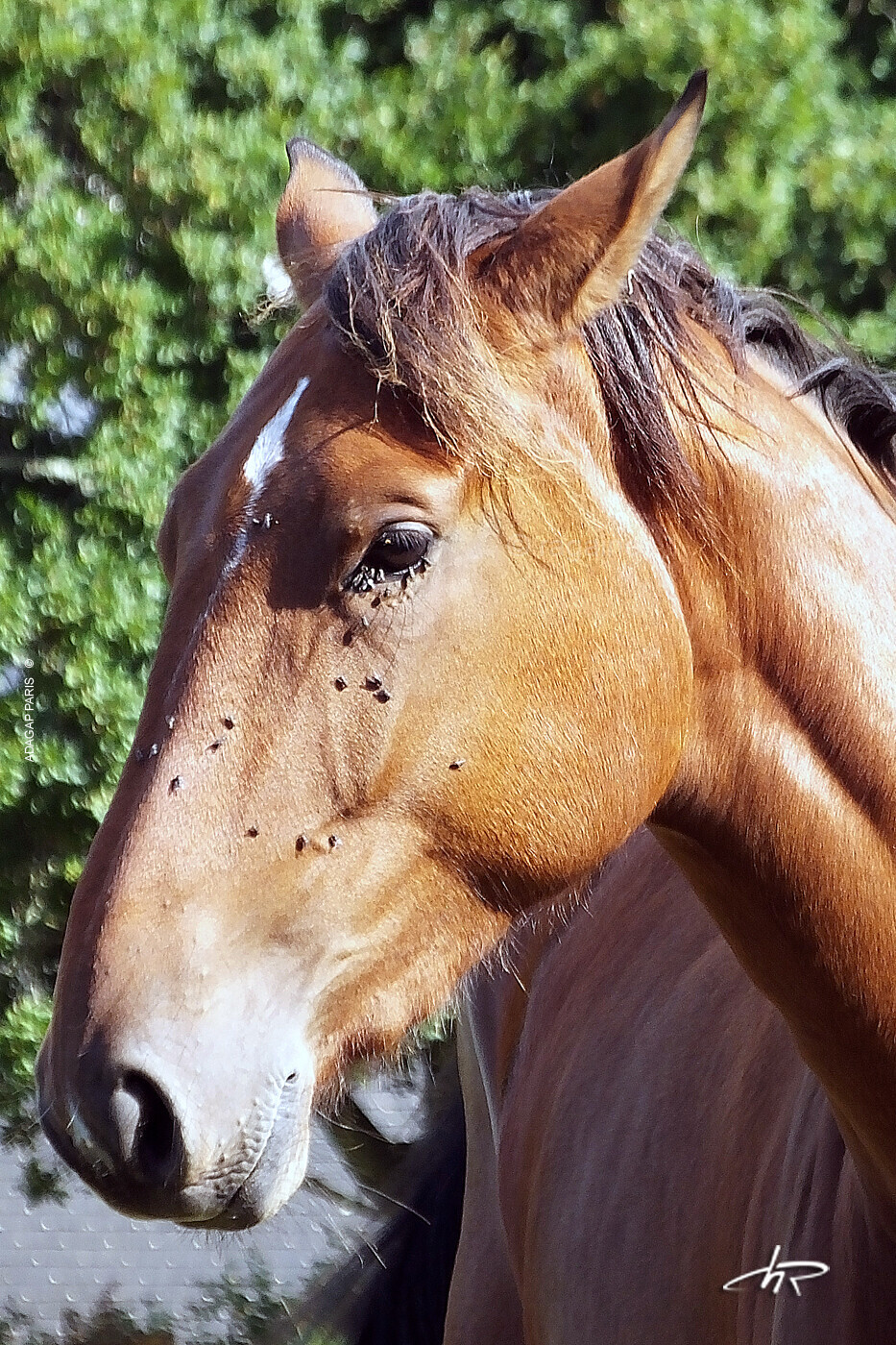 Photo Portrait équin