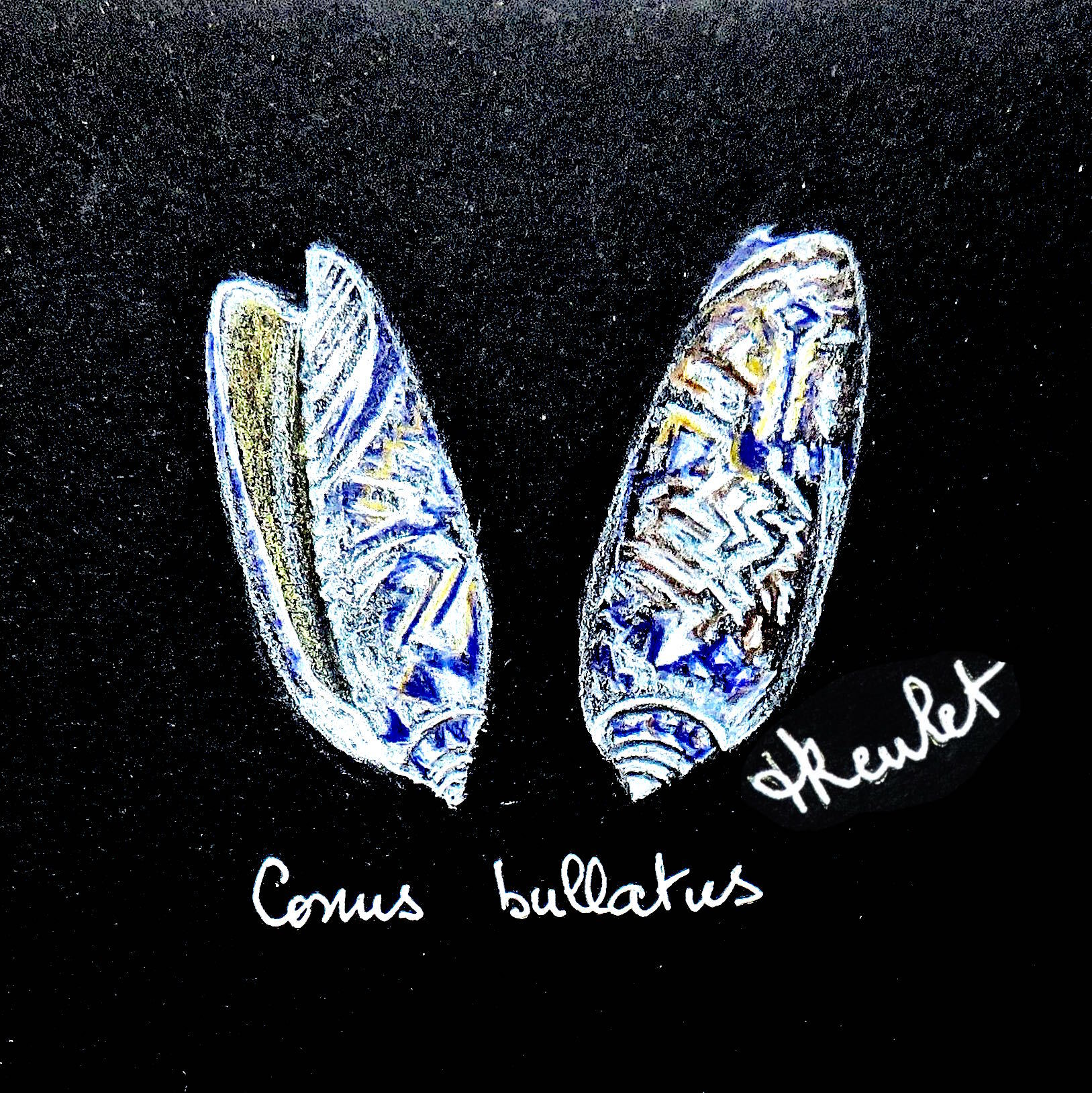 Dessin Coquillage Le cône bulle (Conus bullatus) / Drawing A Conus bullatus