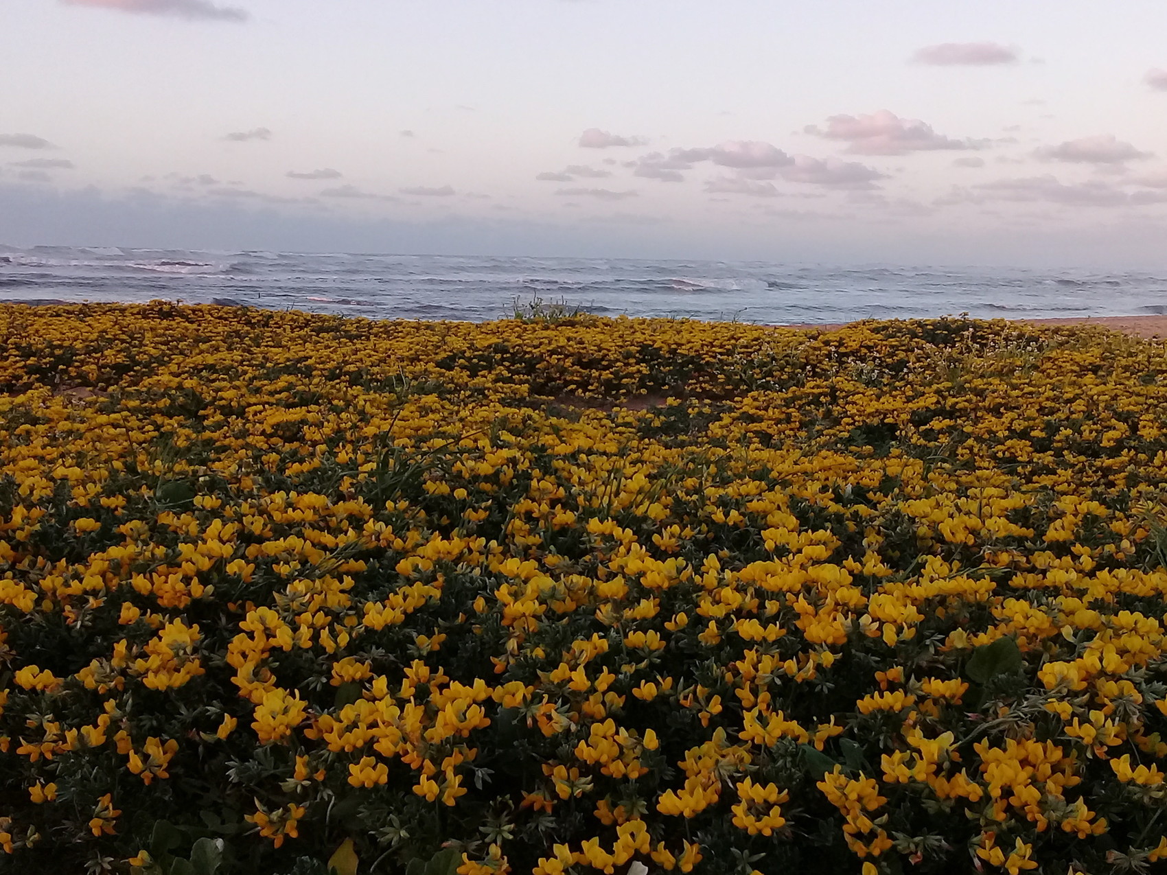Photo Fleurs de bord de mer