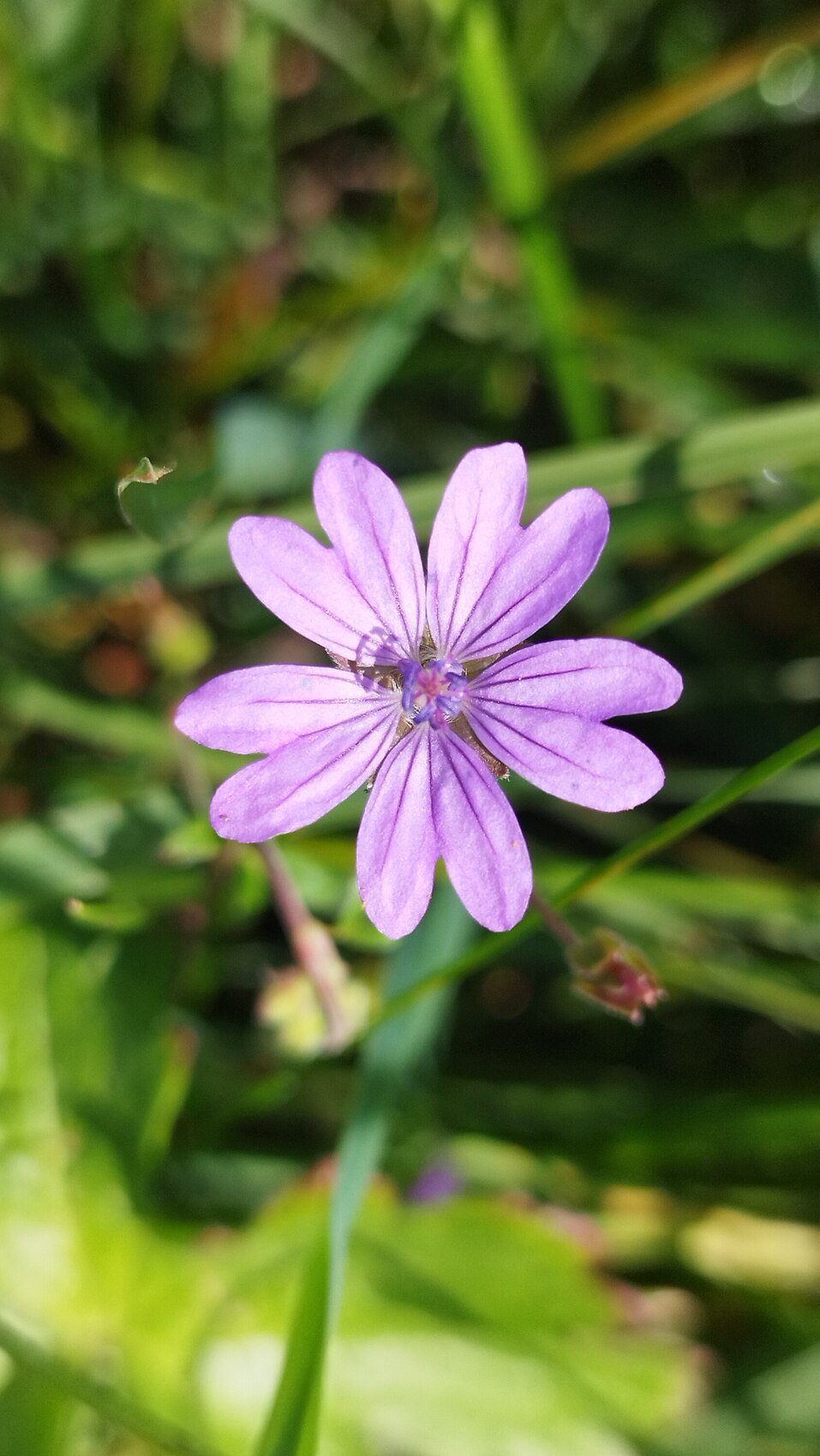 Photo petites fleurs