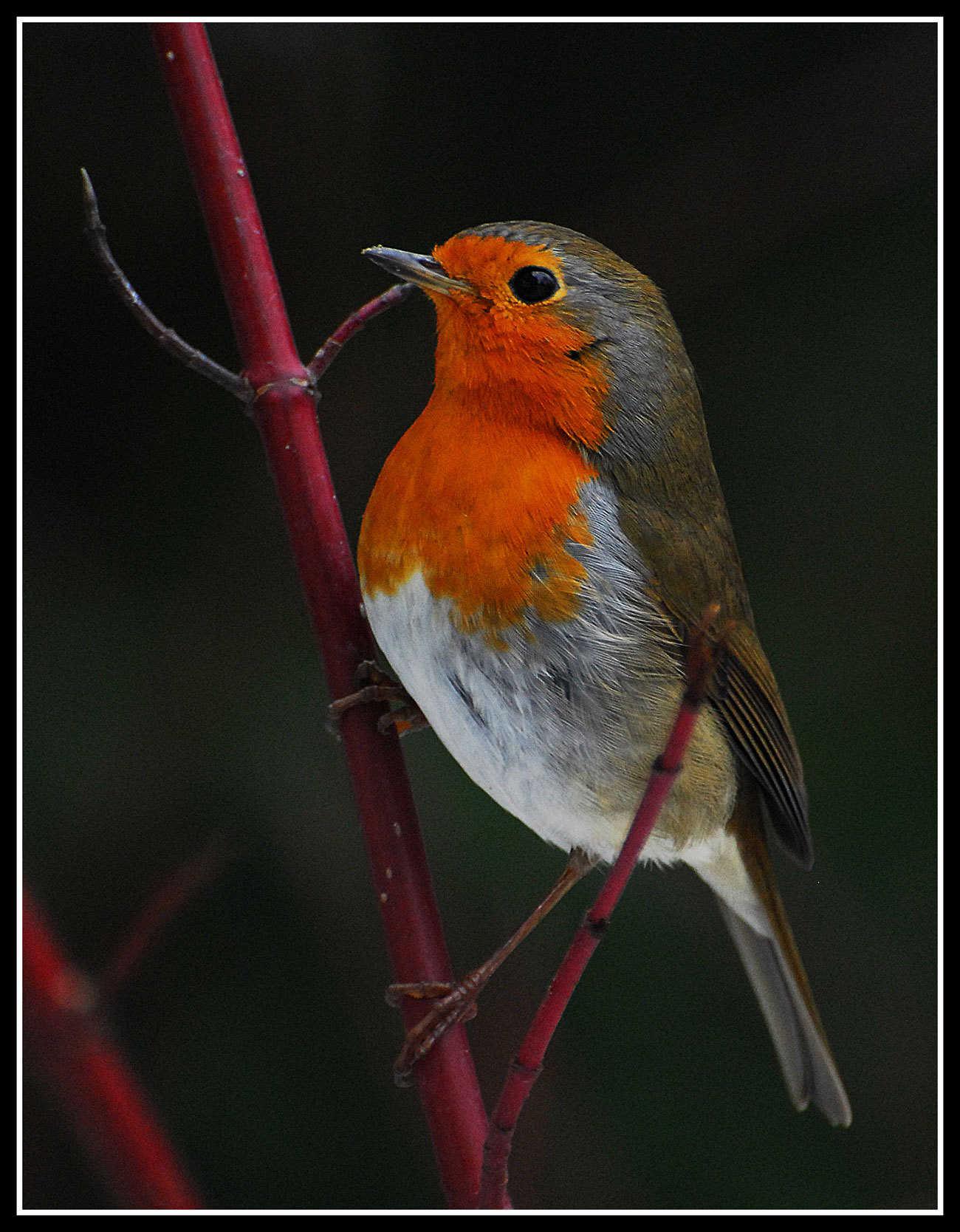 Photo rouge-gorge (3)