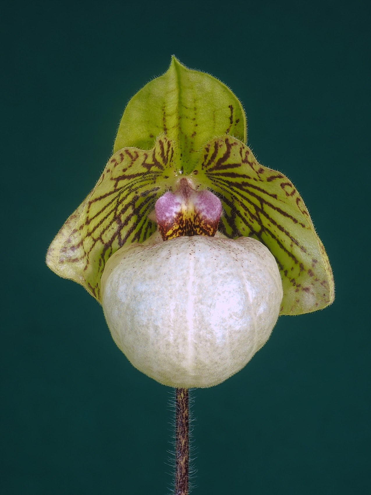 Photo Paphiopedilum x fanaticum