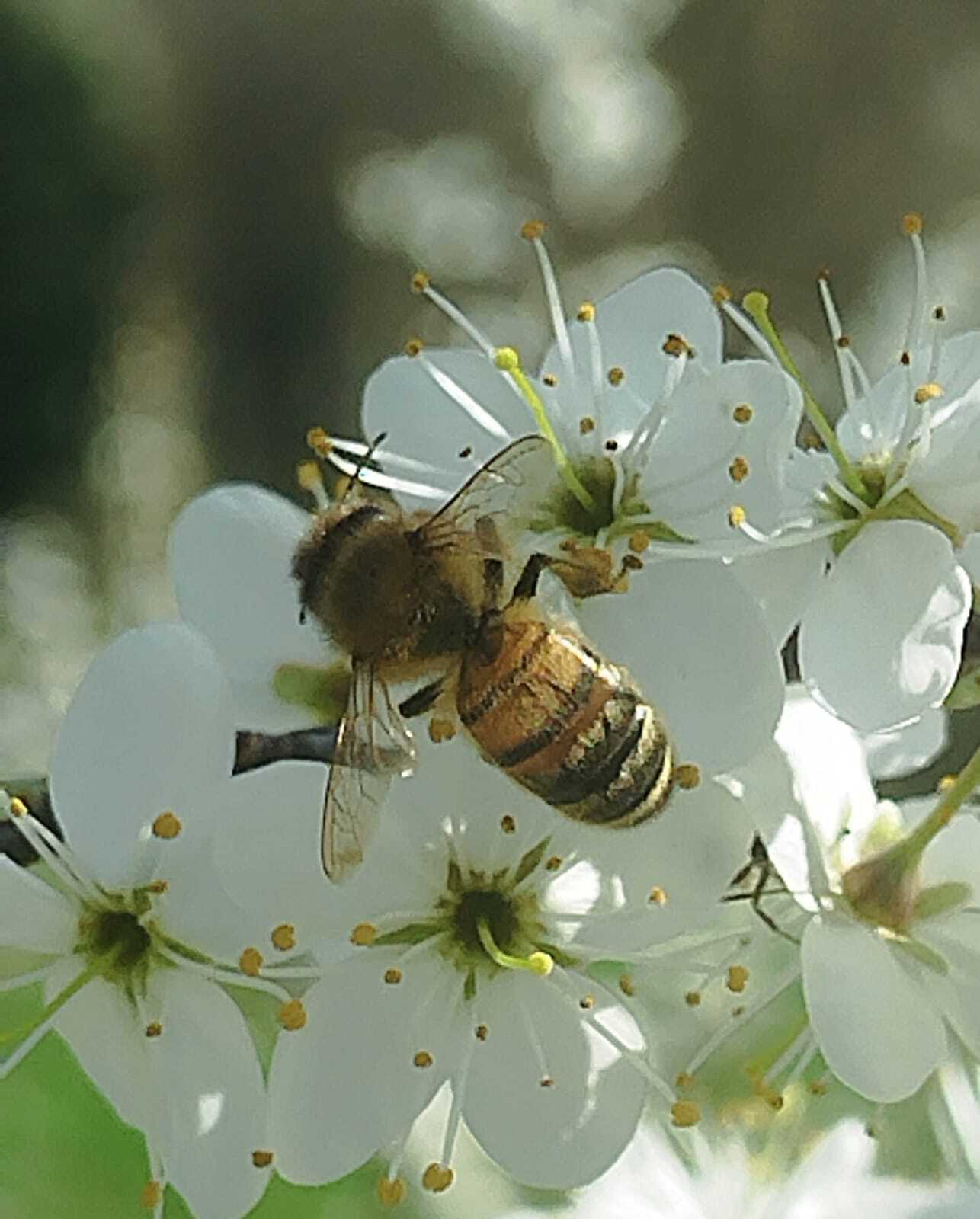 Peinture les abeilles sortent enfin pour butiner