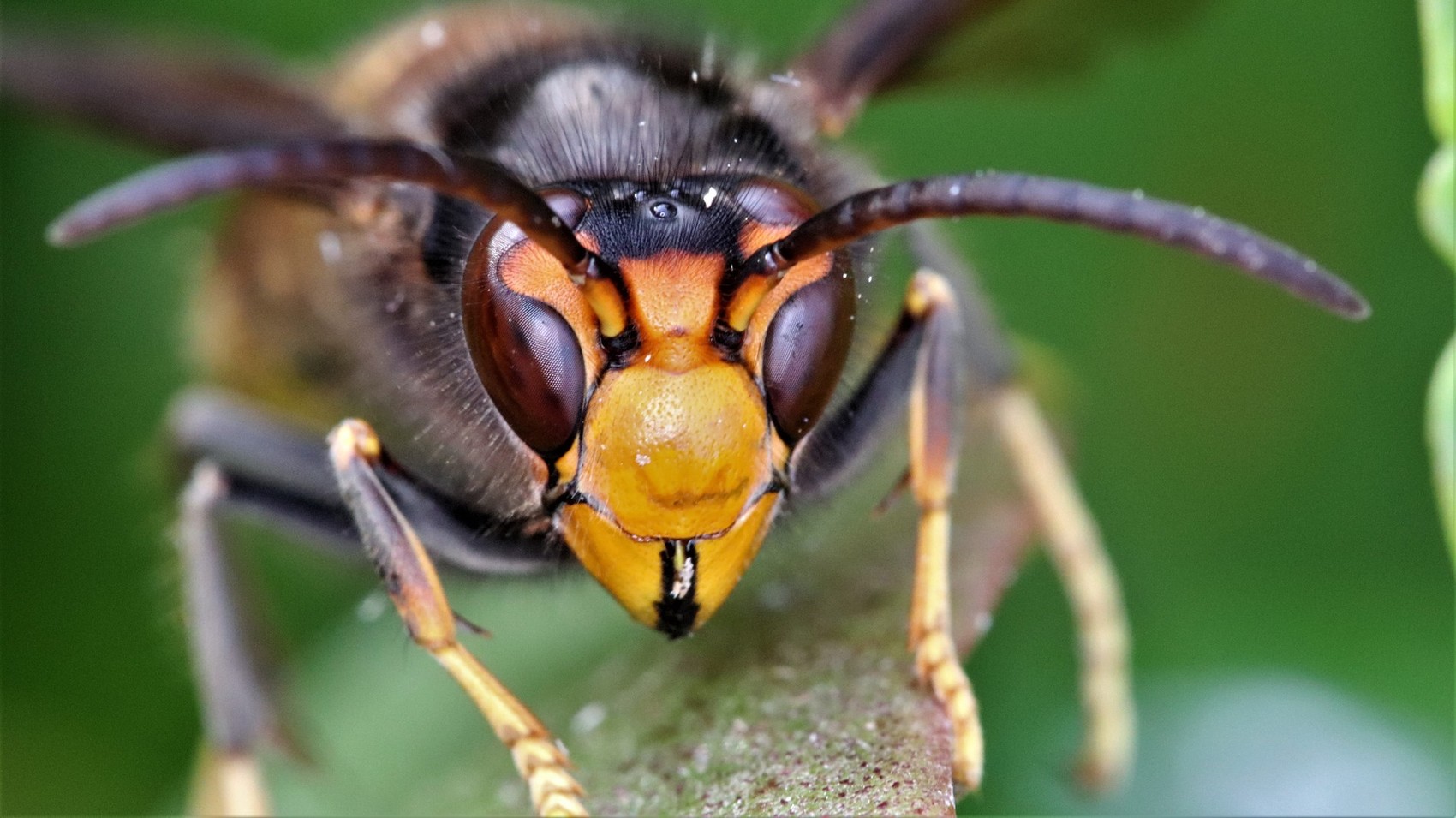 Photo Frelon asiatique