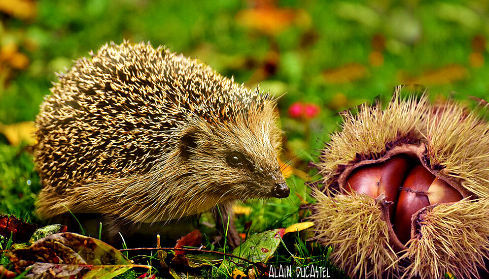 Photo LE HERISSON AMOUREUX.