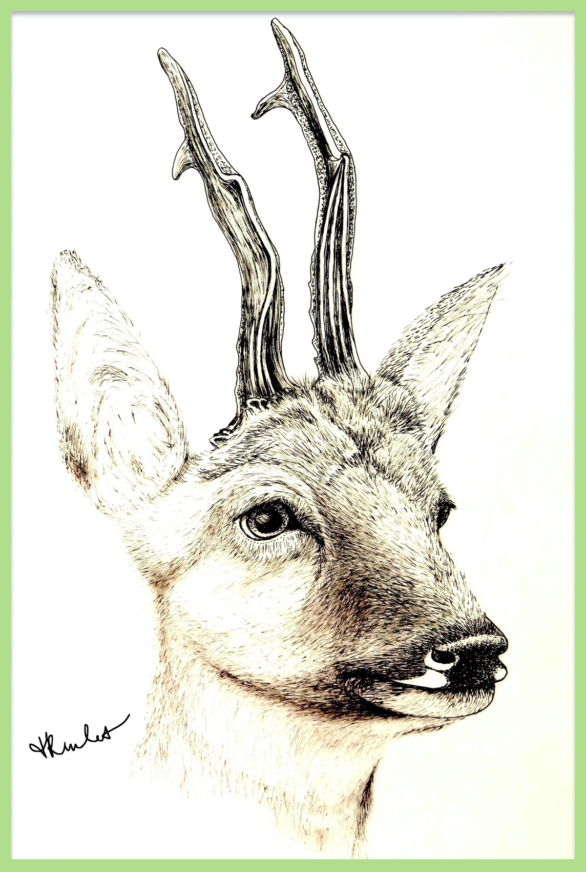 Dessin Portrait chevreuil (Capreolus capreolus) / Drawing Deer’s portrait