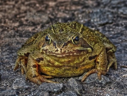 Photo crapaud