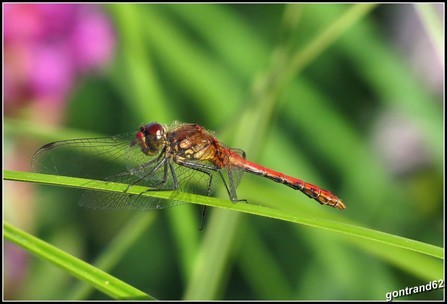 Photo Sympétrum rouge sang