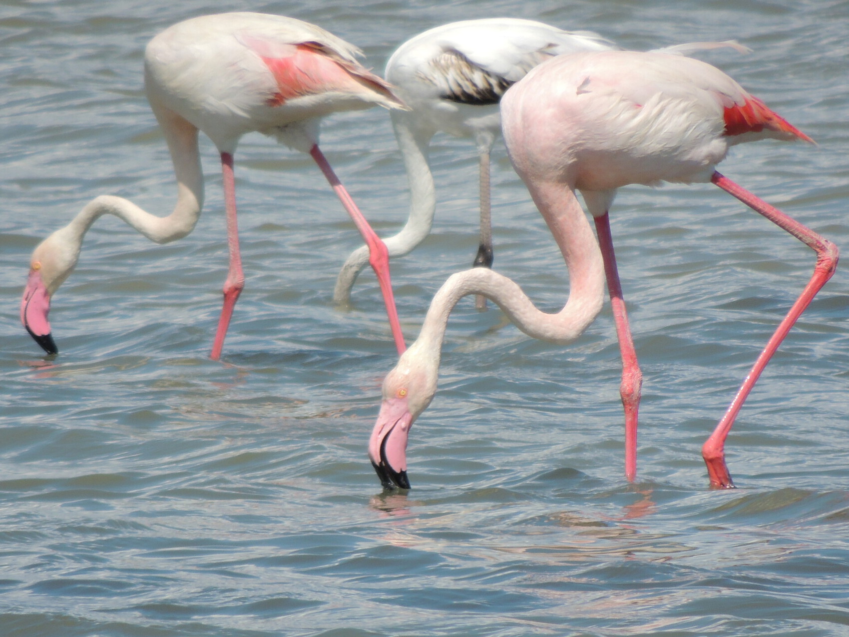 Photo Flamands Rose 3 Étang de FRONTIGNAN