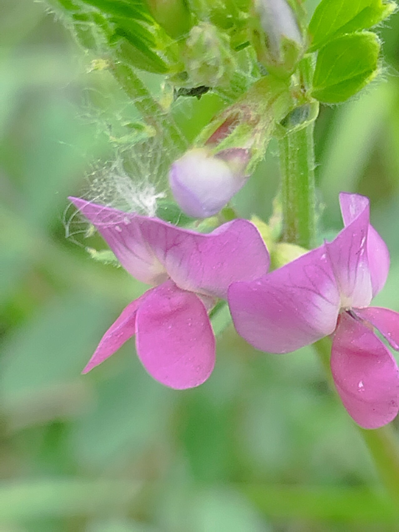 Photo petite fleurs