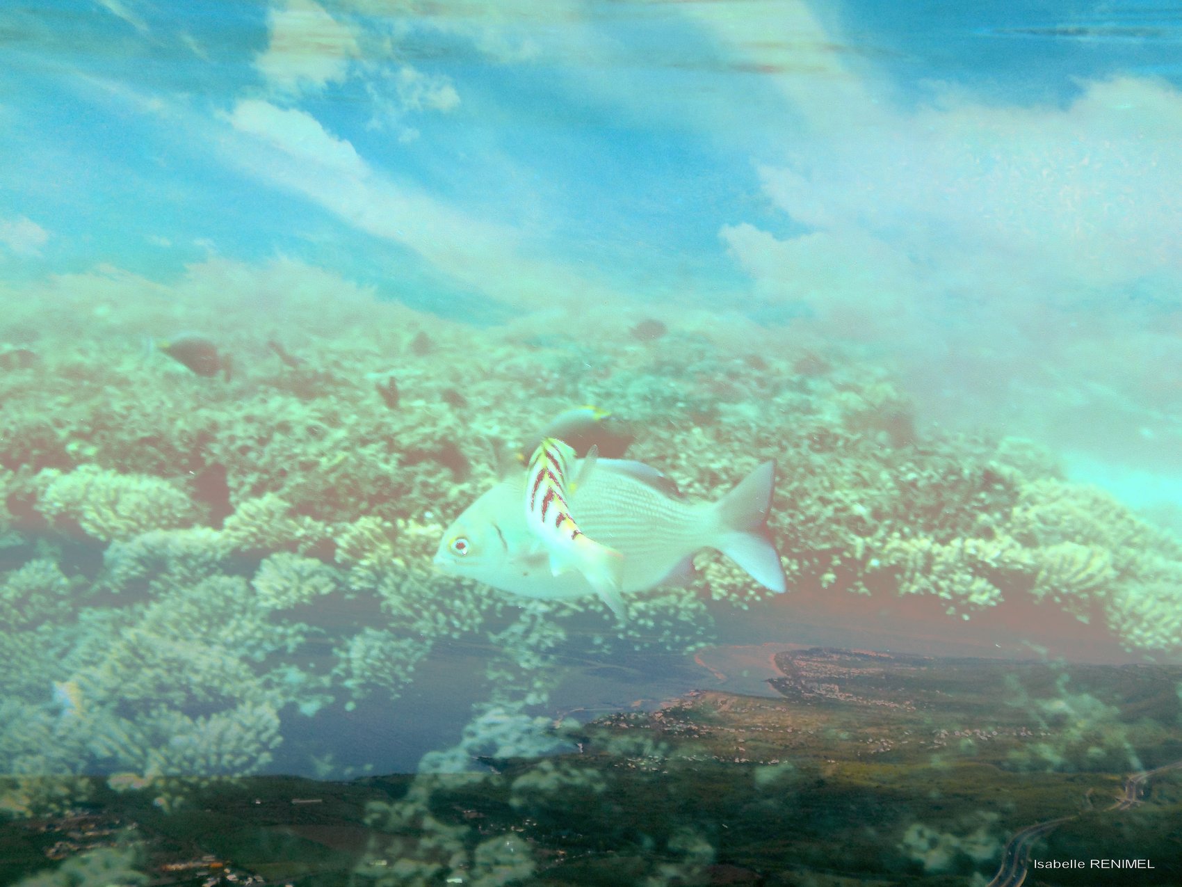 Photo Lagon vu au travers du lagon