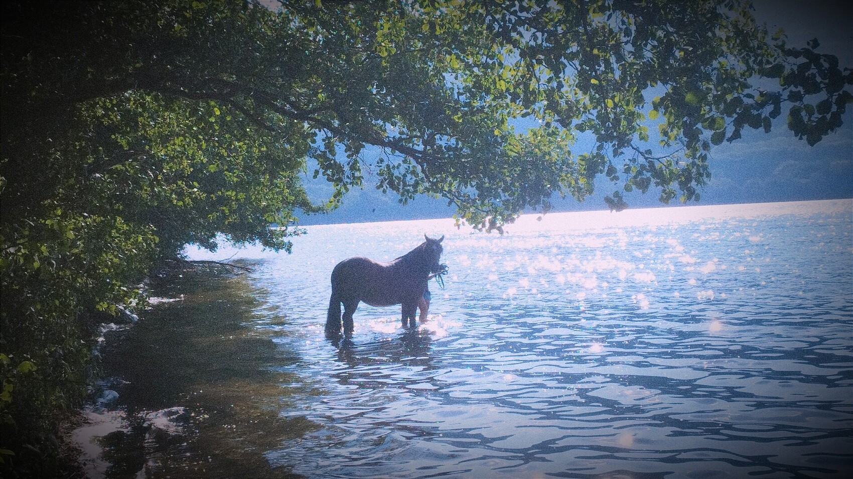 Photo cheval et lac