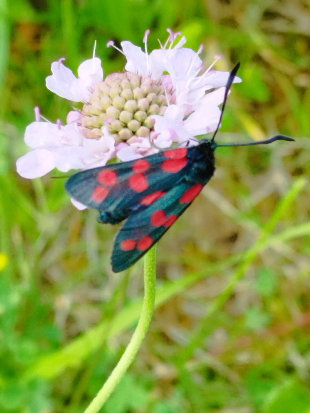 Photo zygéne de la fillendule