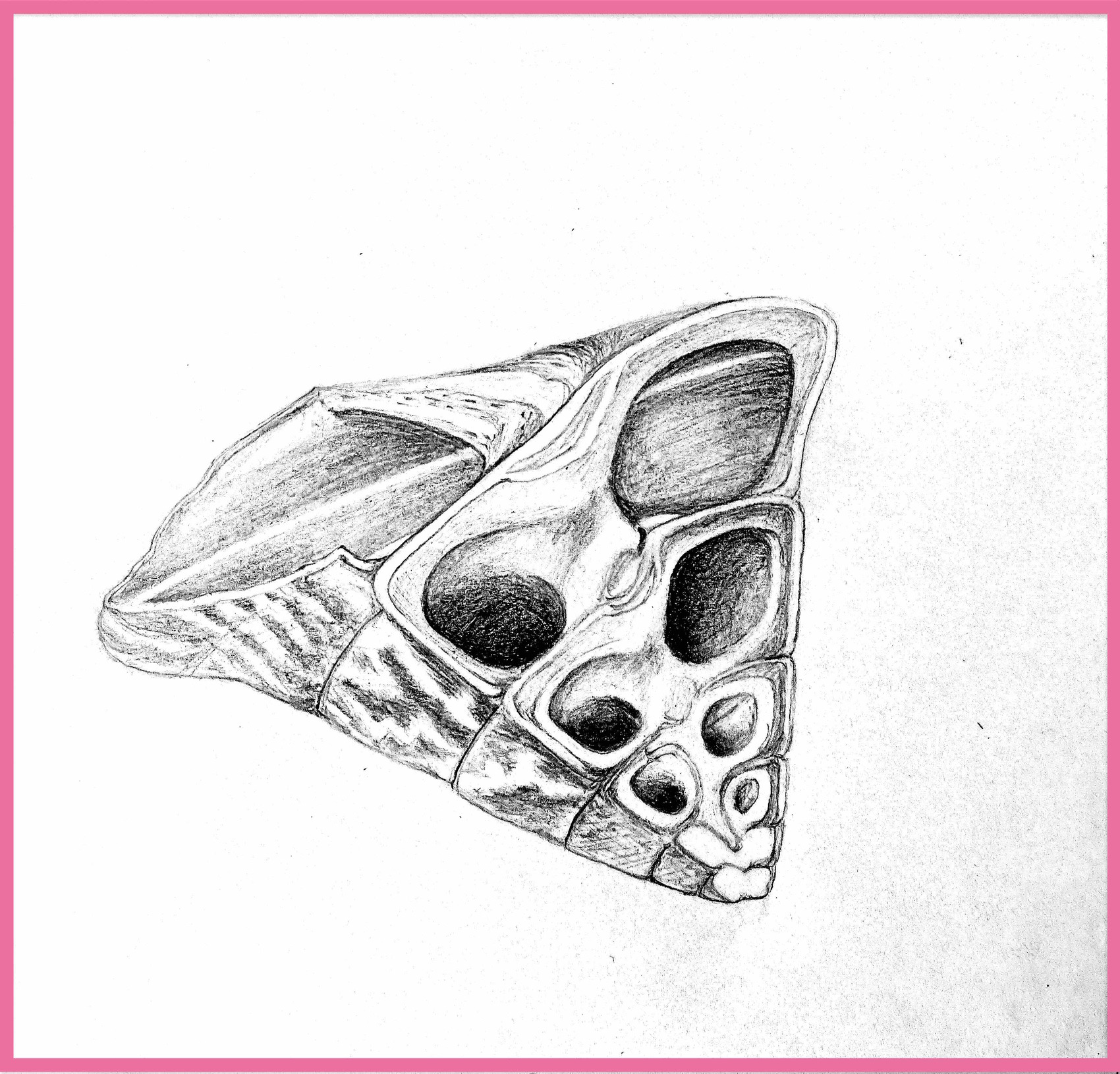 Dessin Troca nacrier (Trochus niloticus) 1/3 / Drawing A Trochus ...