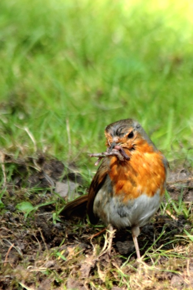 Photo Un Ti-rouge contre trois vers
