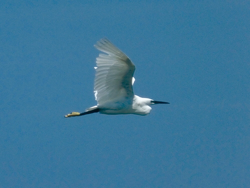 Photo Aigrette en vol
