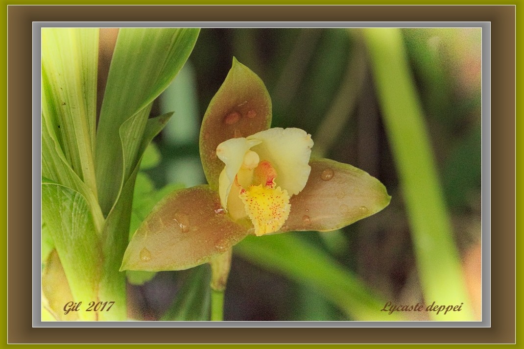 Photo Orchidées - Lycaste deppei