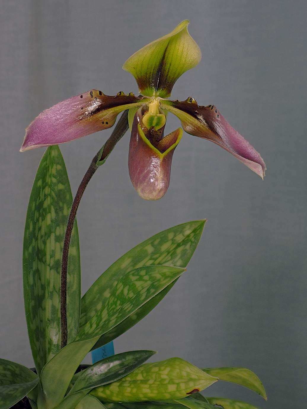 Photo Paphiopedilum appletonianum
