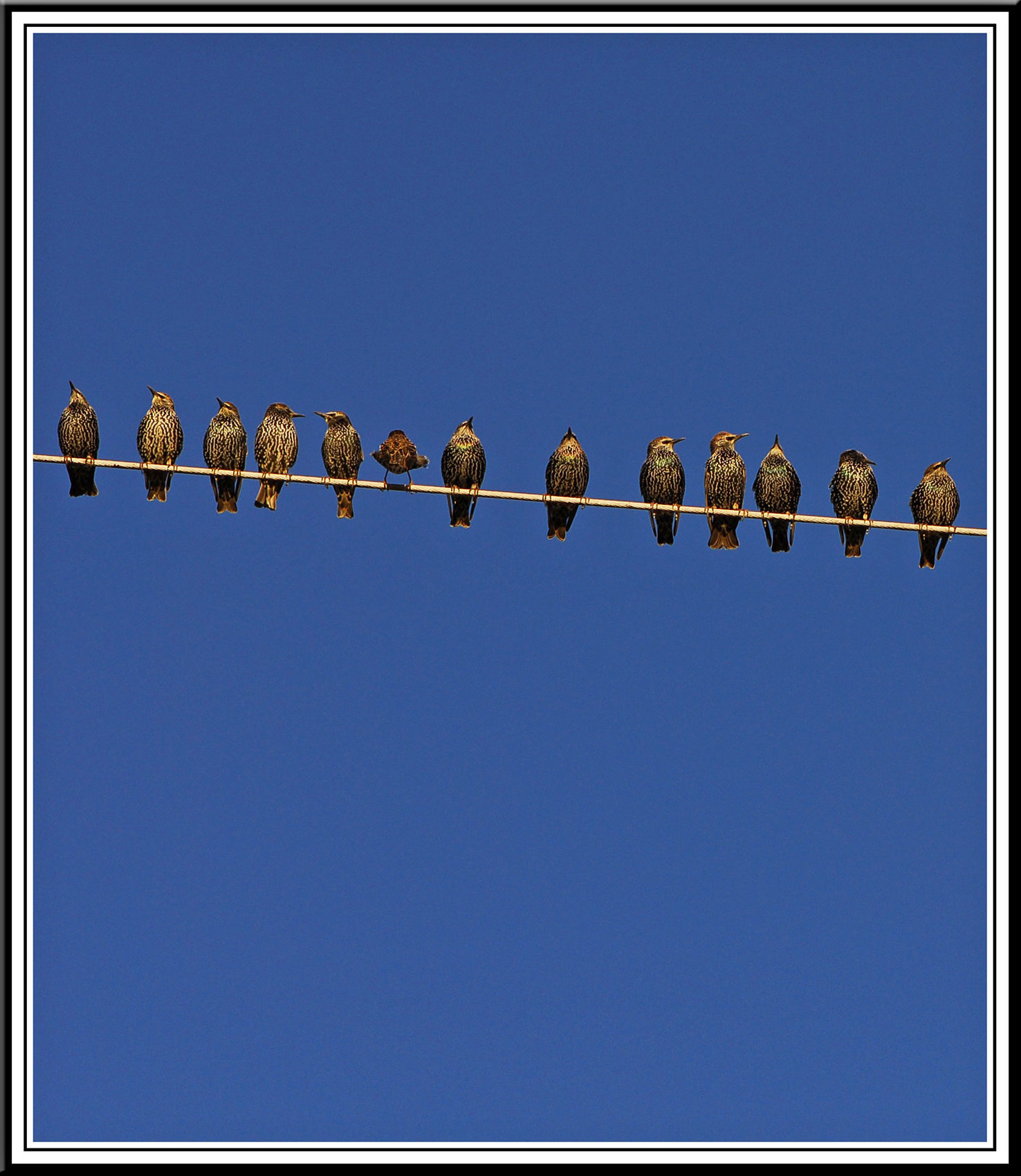 Photo l'étourneau dissipé