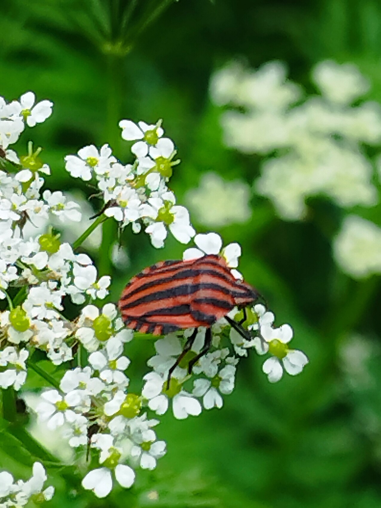 Photo Insecte sur fleur