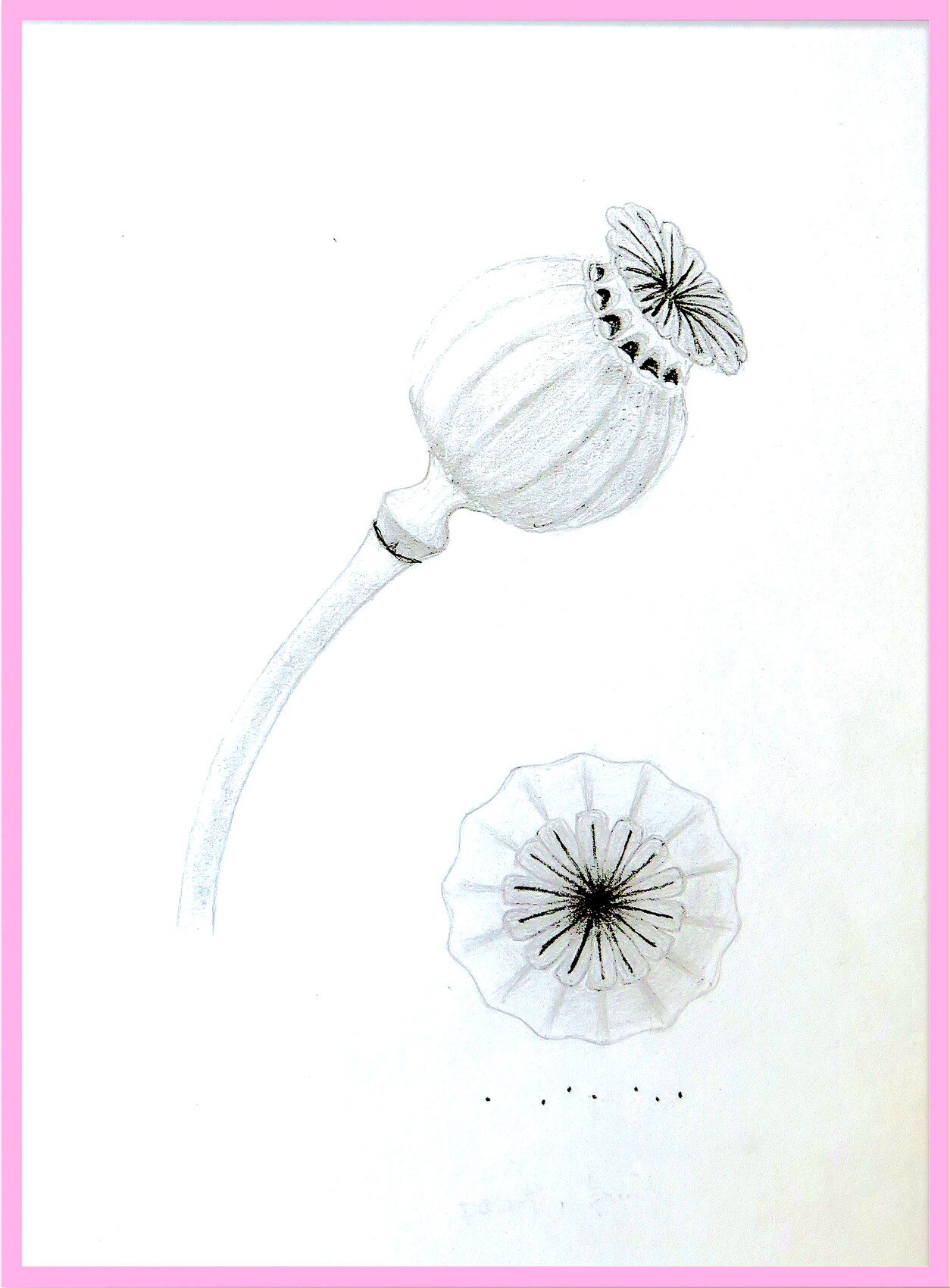 Dessin Pavot à opium (Papaver somniferum) fruit-graines / Drawing Opium ...