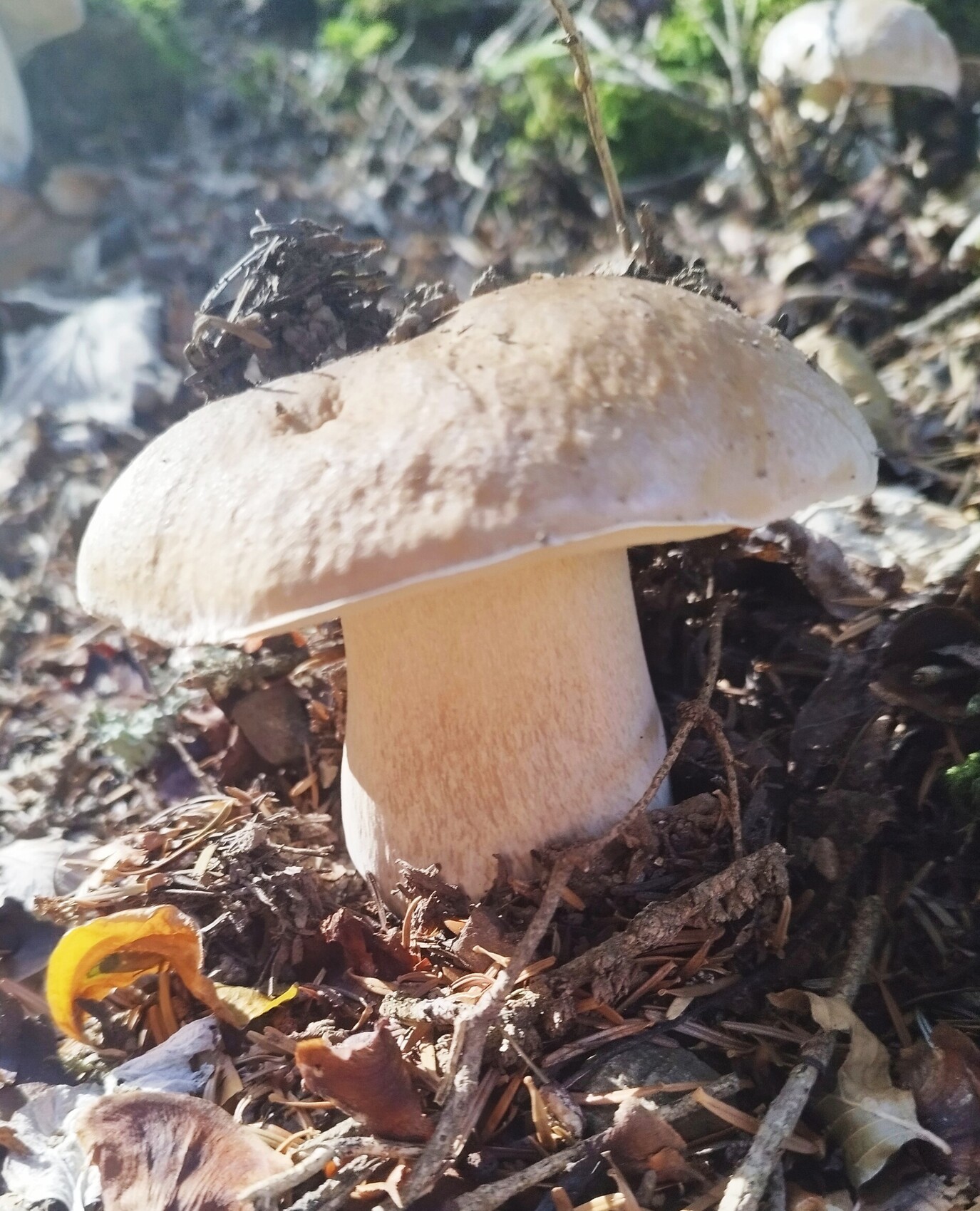 Photo cèpe de Bordeau