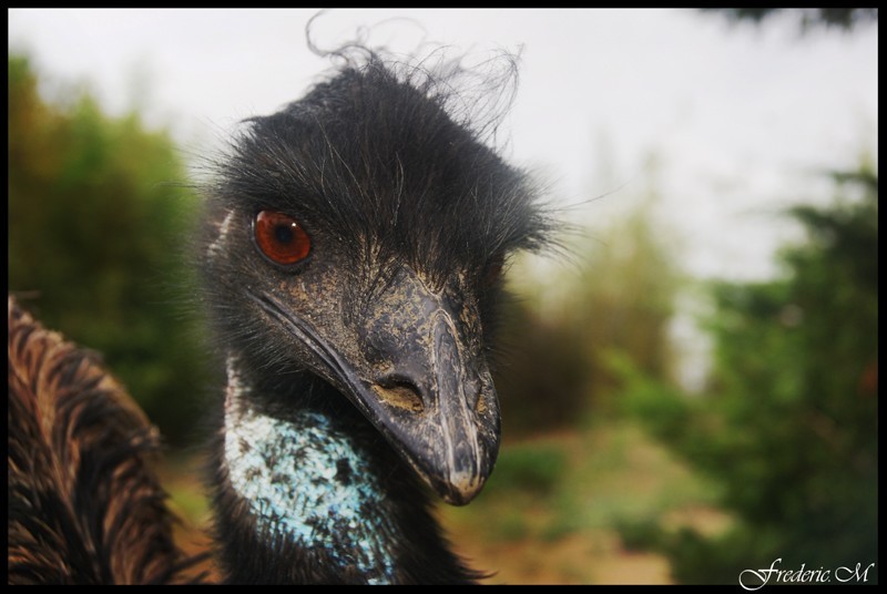 Photo autruche