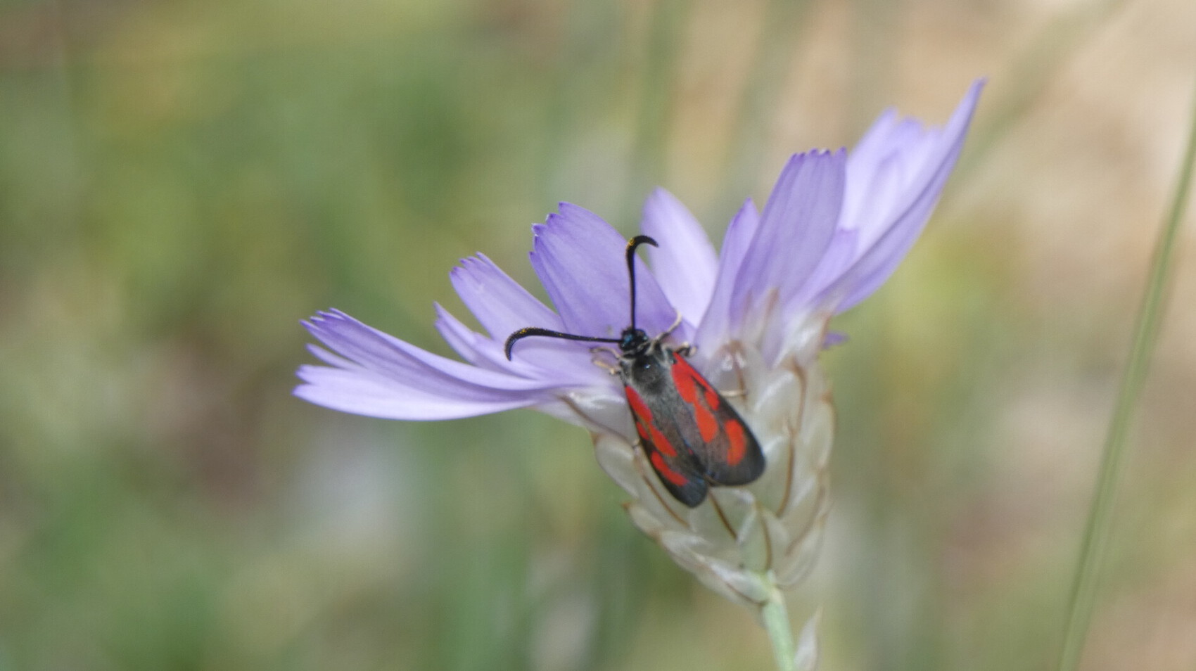 Photo fleur et insecte