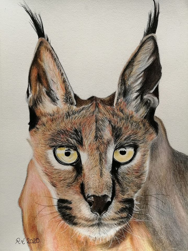 Dessin Le caracal