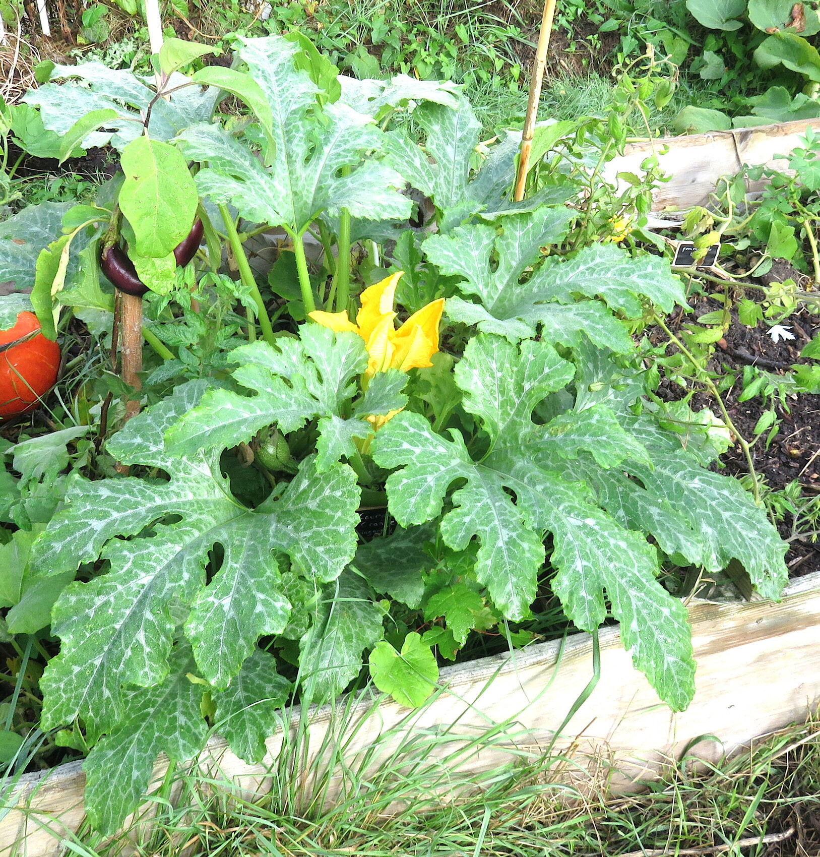 Photo Courgette ronde de Nice / Photo A Nice rond zucchini