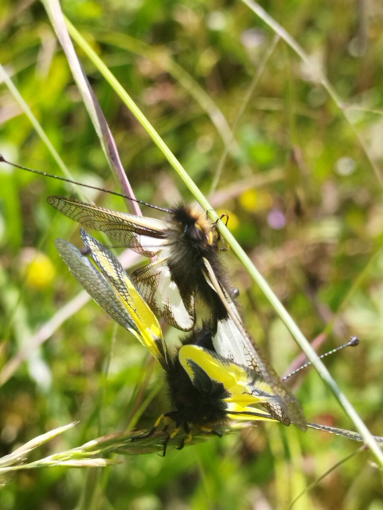 Photo insectes qui copulent