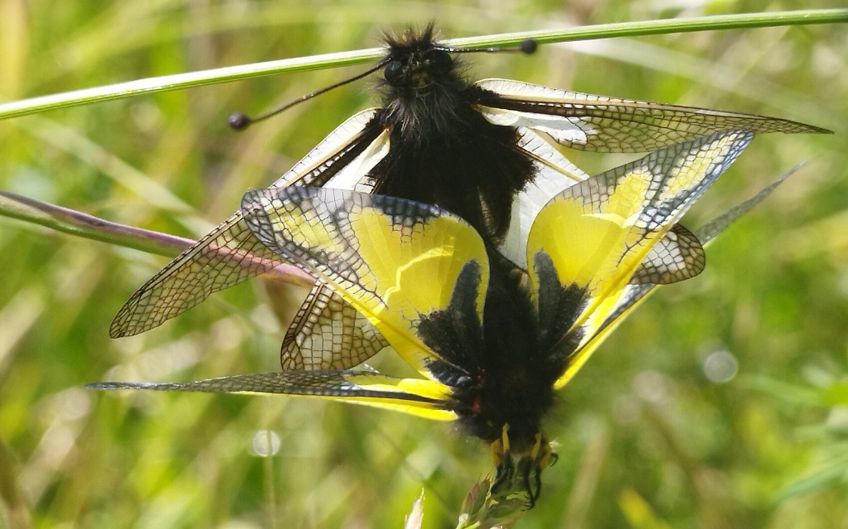 Photo insectes copulent