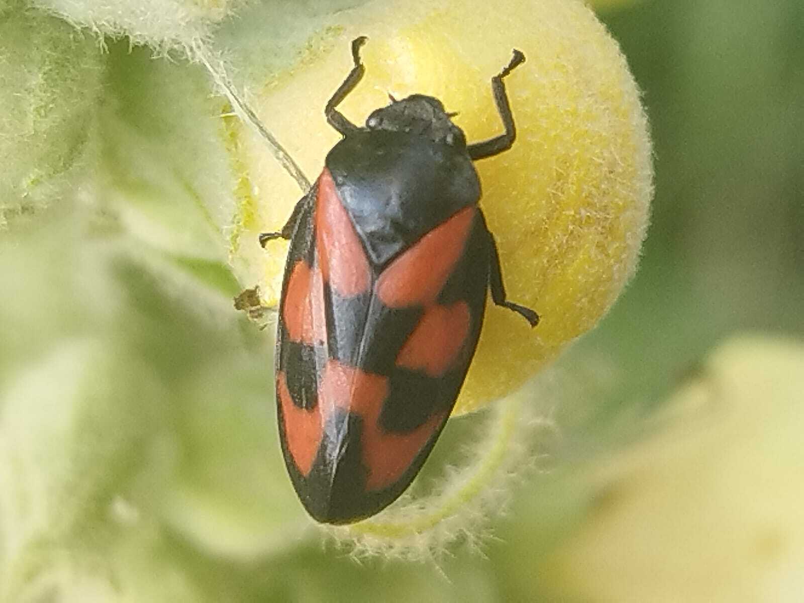 Photo petit insecte Harlequin