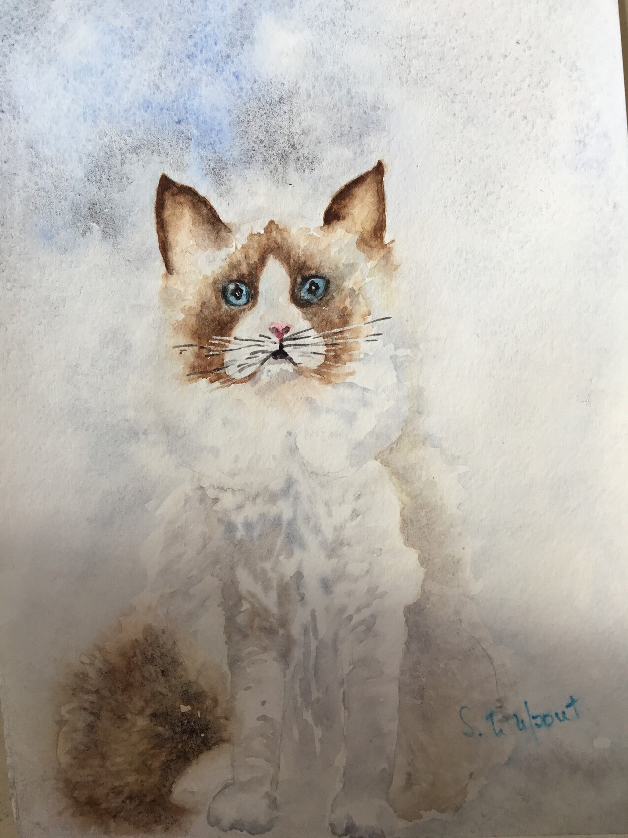 Peinture Chat ragdoll