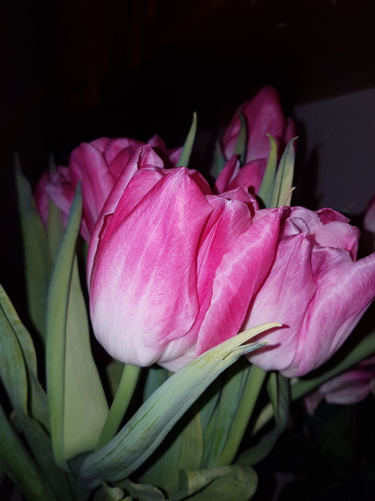 Photo LES TULIPES ROSES