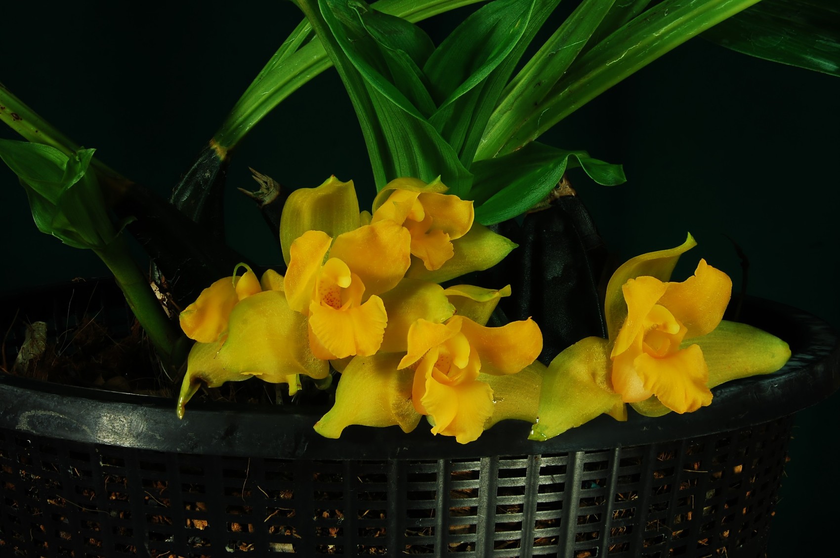 Photo Lycaste aromatica