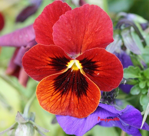 Photo Pensées, pensées