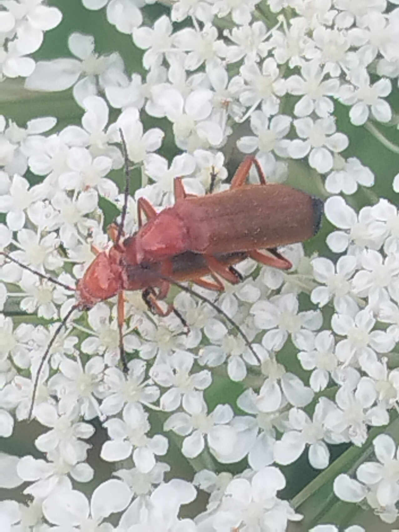 Autre insectes qui copulent