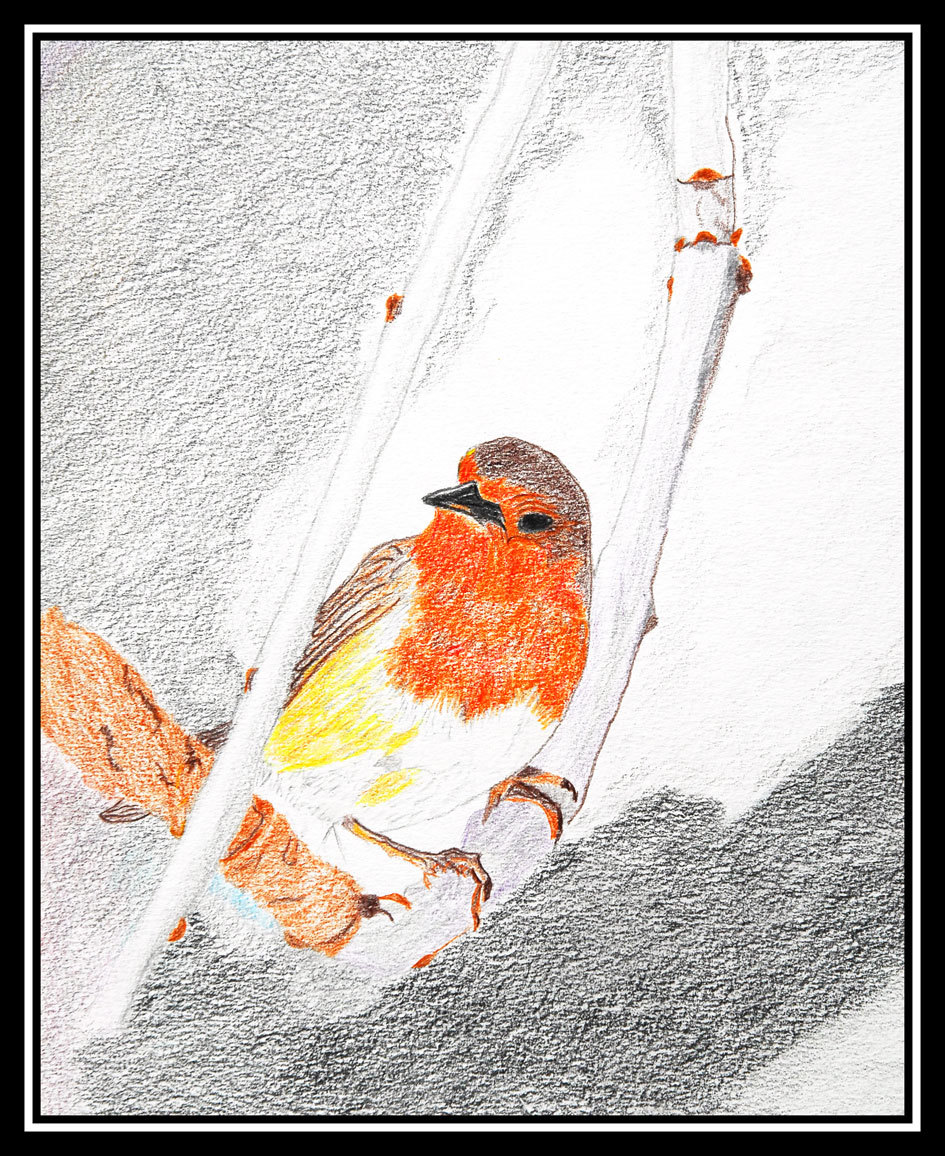 Dessin Rouge-gorge